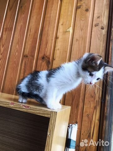 Котенок бесплатно