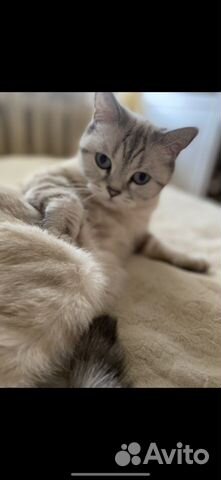 Кошка в дар бесплатно