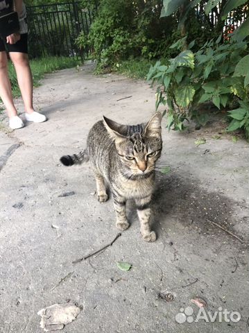 Кошка в дар