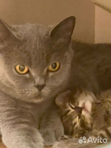 Шотладский котенок