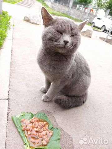 Кот