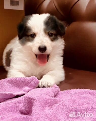 Щенок для счастья