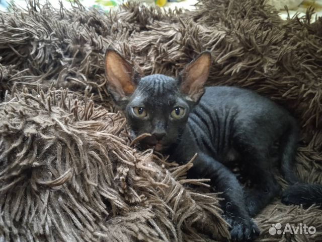 Котенок ликои