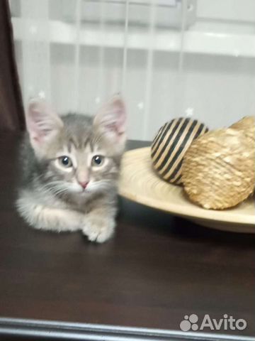 Кошки в добрые руки бесплатно