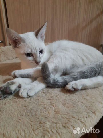 Тайские котята