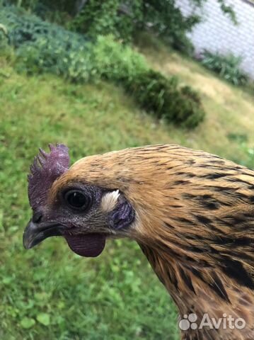 Лакенданзи молодые петушки, курочки