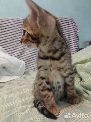 Котята бенгалы