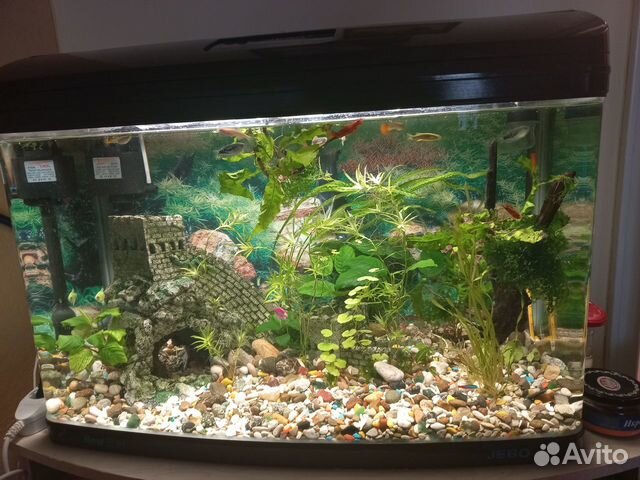 Аквариумные рыбки отдам бесплатно