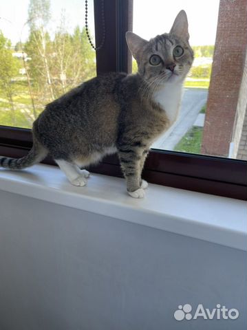 Кошка Симба