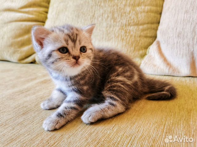 Продам породистых британских котят bs22