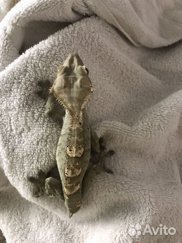 Реснитчатый бананоед