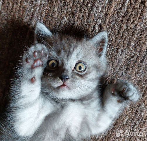 Кошки шотландцы