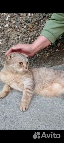 Кот Шотландский 2 года кастрирован