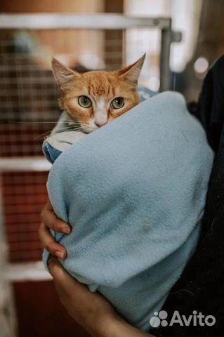 Кошка Лиза 1 год