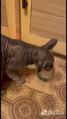 Найдена кошка Сфинкс