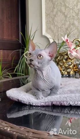 Шикарный голубой бамбино