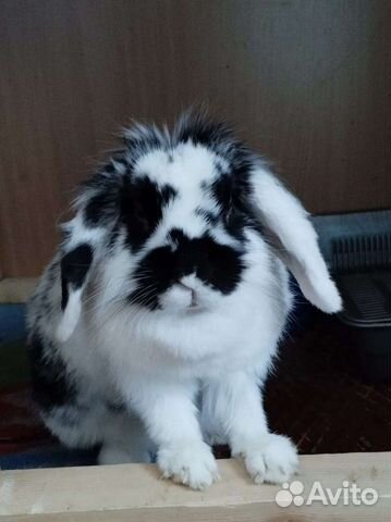 Декоративные кролики вислоухие