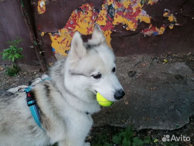 Сибирский хаски