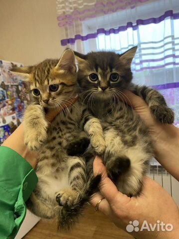 Британские котята