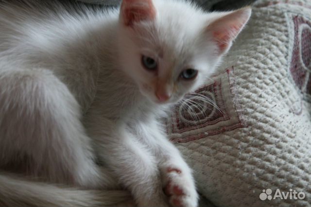 Беленькое чудо