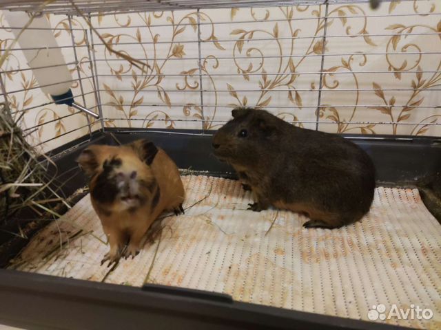 Морская свинка