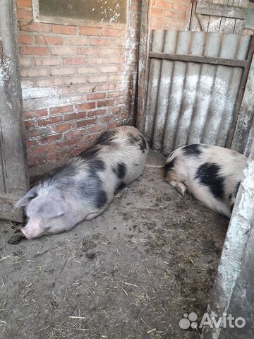 Свиньи живым весом