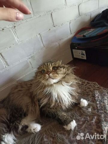 Кошка потеряшка ищет дом