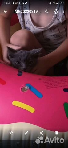 Малышка британка