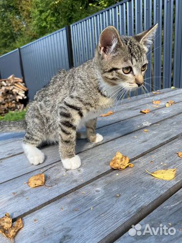Продаются шикарные котята
