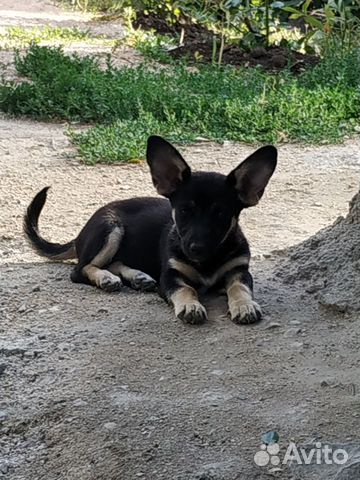 Щенок в добрые руки