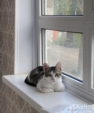 Котик в любящие руки