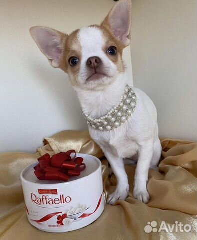 Чудная девочка Неженка