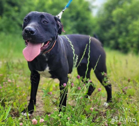 Питбуль в добрые руки