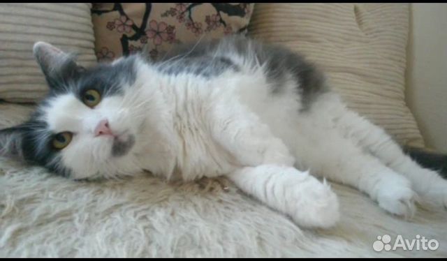 Котик Виль надежным людям