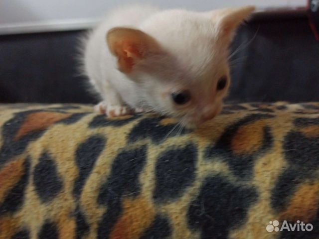 Тайские котята