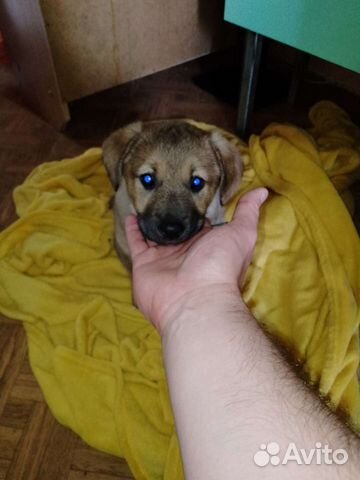 Собака в добрые руки, мама авчарка, папа алабай