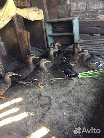 Утки дикие подсадные