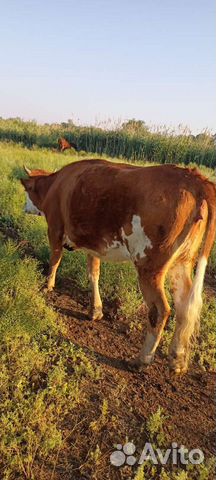 Телка стельная