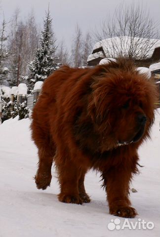 Тибетский мастиф девочка 3 года