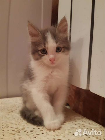 Кошки в добрые руки