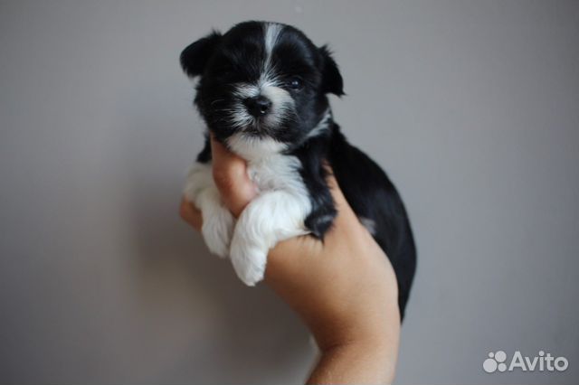 Цветной йорк, бивер, биро, шоколадный йорк