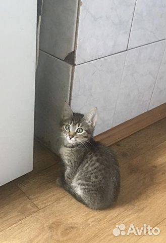 Полосатый котенок мальчик