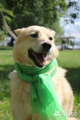 Фокс не видел в жизни добра