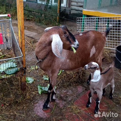 Коза нубийская