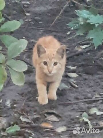 Маленький рыжий котенок на улице
