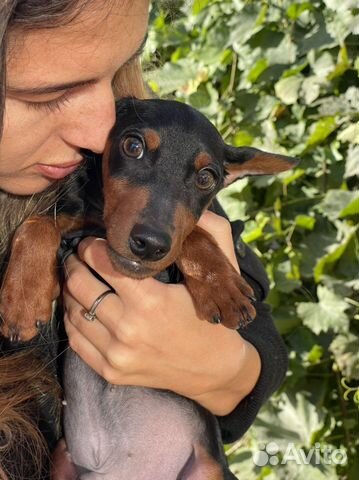 Полностью купированный мальчик Цвергпинчер