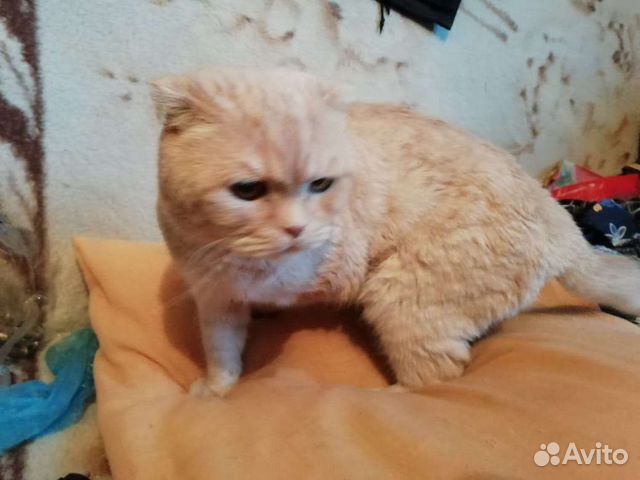 Персидский кот бесплатно