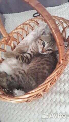 Смышленая кошечка в добрые руки