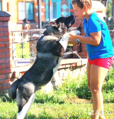 Акитос мальчик. Перспективен