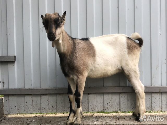 Козлёнок 06.05.22г